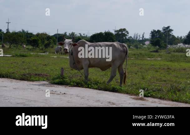 Cows are eating grass on the ground. Asian cows. Thai cows in the farm ...