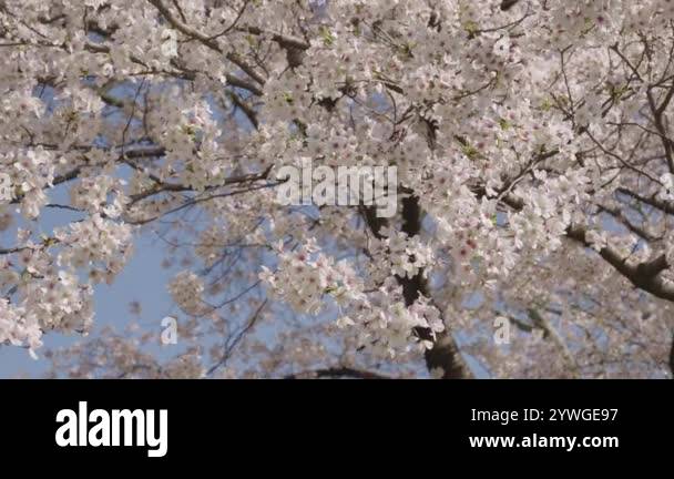 Sakura tree with blooming flower. Blooming Japanese cherry. Japanese ...