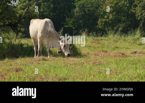 Cows are eating grass on the ground. Asian cows. Thai cows in the farm ...
