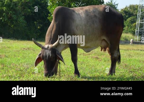 Cows are eating grass on the ground. Asian cows. Thai cows in the farm ...