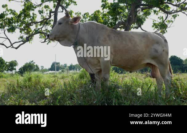 Cows are eating grass on the ground. Asian cows. Thai cows in the farm ...