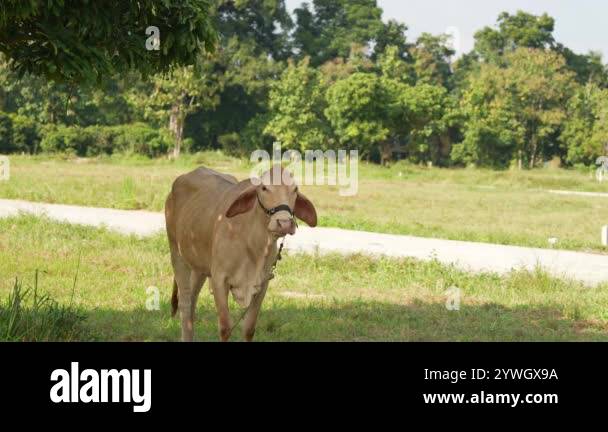Cows are eating grass on the ground. Asian cows. Thai cows in the farm ...