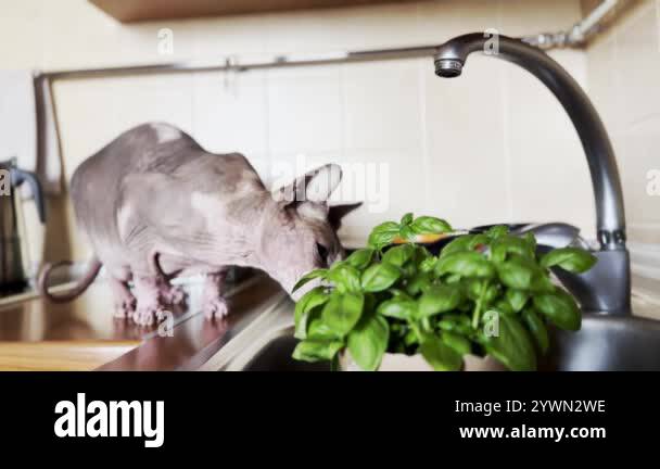 A bald Canadian Sphynx breed cat sniffs and eats basil green grass in ...
