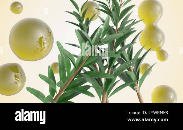 Melaleuca alternifolia tree Stock Videos & Footage - HD and 4K Video ...