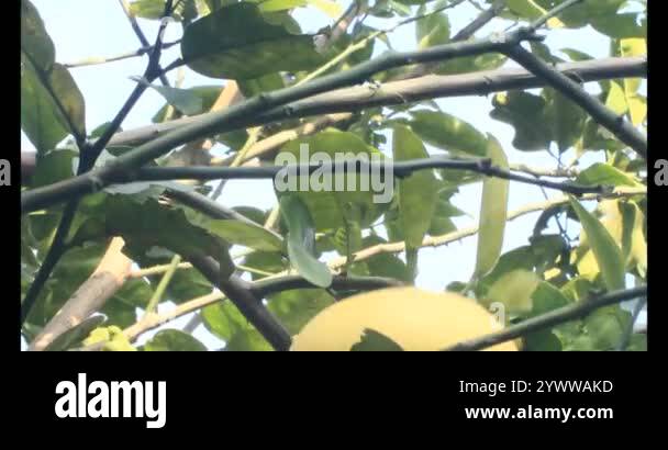 ripe grapefruit. Ripe grapefruit is picked from the tree. The ...