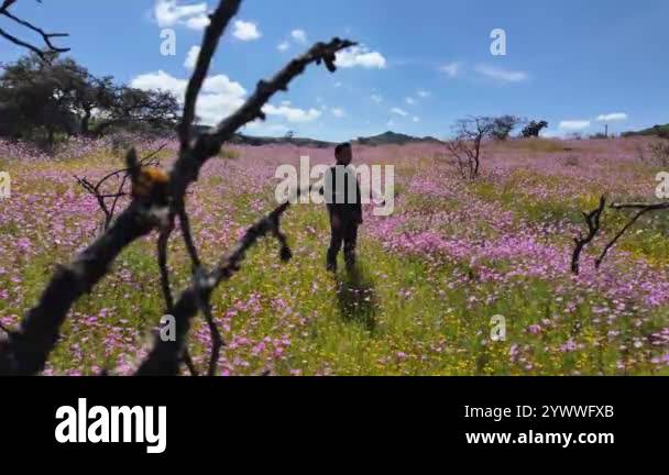 Wildflower fields Stock Videos & Footage - HD and 4K Video Clips - Alamy