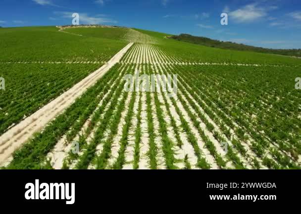 Rows of vines on the sunny slopes of the grape plantation of the island ...