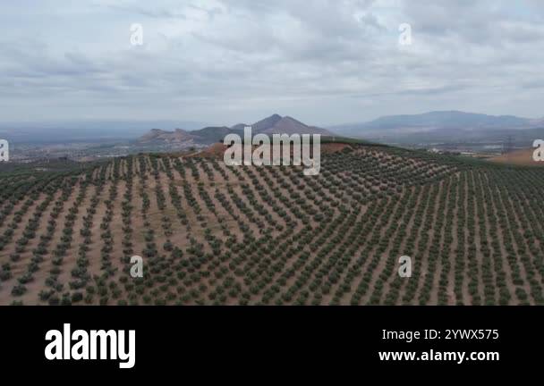 Andalusian landscape with olive fields and Sierra Nevada mountains in ...