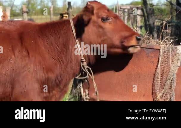 Calf suffer from insect parasites and try to scratch its neck on old ...