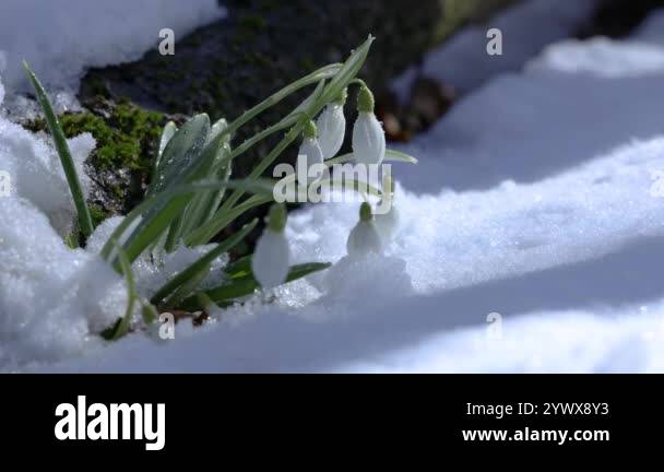 Snowdrop flowers emerge through melting snow, signaling the arrival of ...