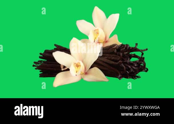 Fresh green vanilla pods Stock Videos & Footage - HD and 4K Video Clips ...