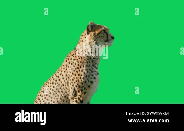 Swift cheetah running against a vibrant green screen background ...