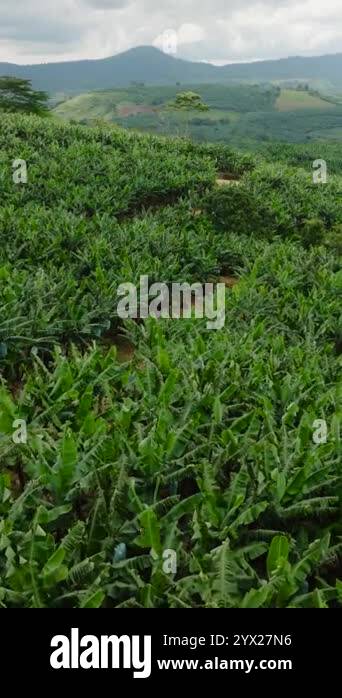 Farm fields of banana plantations in Bukidnon, Mindanao. Philippines ...