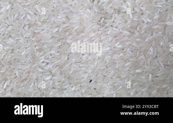 Rice weevil sitophilus oryzae on Stock Videos & Footage - HD and 4K ...