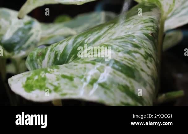 Water drops on Epipremnum aureum, also called golden pothos, Ceylon ...
