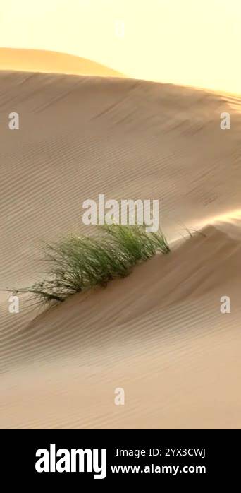 Grass clings to desert dunes, contributing to biodiversity by thriving ...