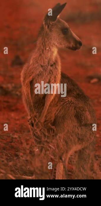 Sad little Kangaroo covered by ash and smoke during the wildfires in ...