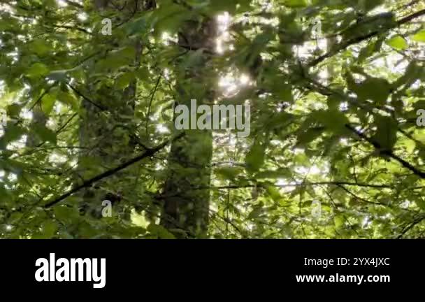 Bright Sunlight Filtering Through Dense Green Tree Canopy with Vibrant ...