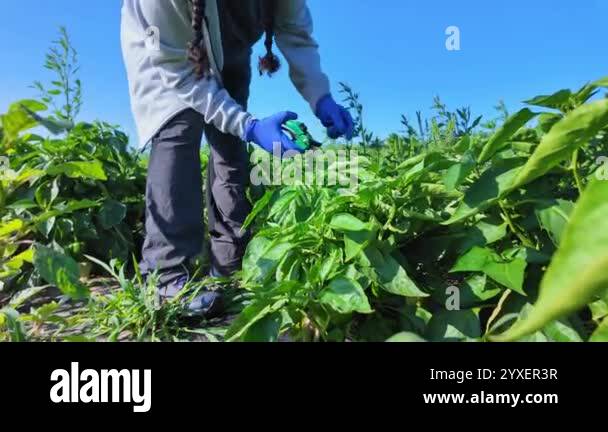 Woman Picking Her Own Sweet Papers At The Vegetable Farm Agriculture 3945