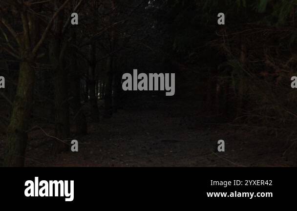 Unsettling eerie atmosphere in the shadowy woods. Disturbing view in ...