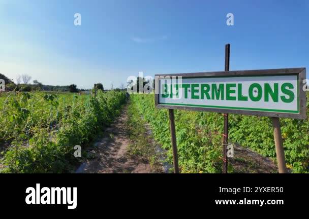 Landscape rows of green vegetations with sign Bitter Melons. Judy's ...