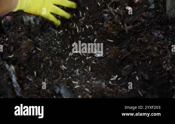 Recycling of Animal and Bird Waste Helped by Black Lion Fly Larvae ...