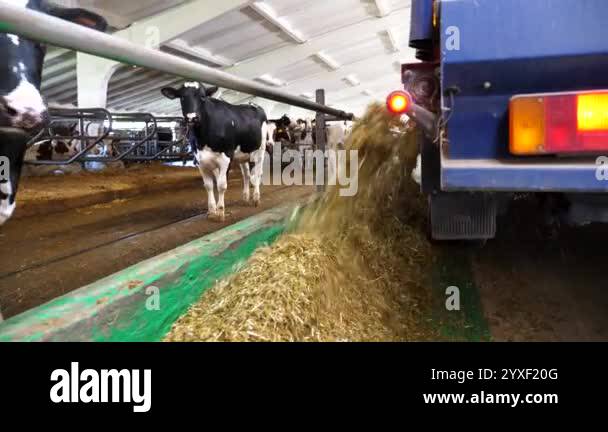 Tractor spreading silage to feeding herd of cows at milk factory ...
