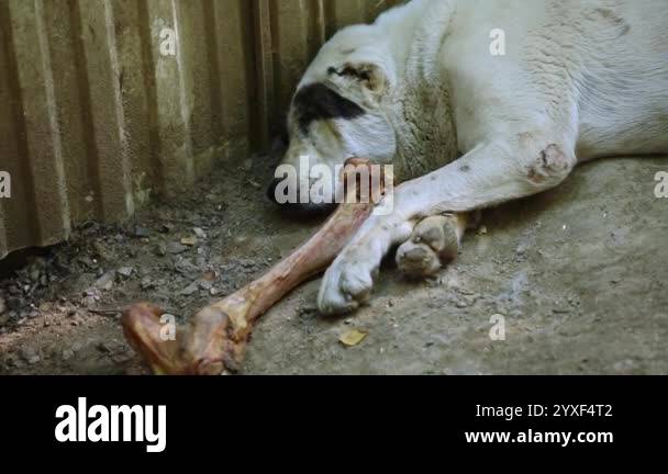 Sivas kangal dog rest. Kangal alabai dangerous dog funny sleeping ...