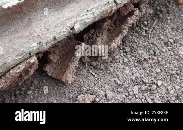 Termites eating tree dry branch. Tree branch that has become infested ...