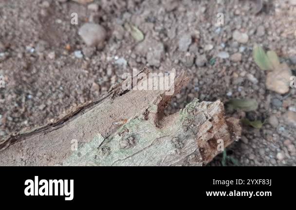 Termites eating tree dry branch. Tree branch that has become infested ...