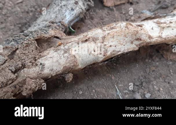 Termites eating tree dry branch. Tree branch that has become infested ...