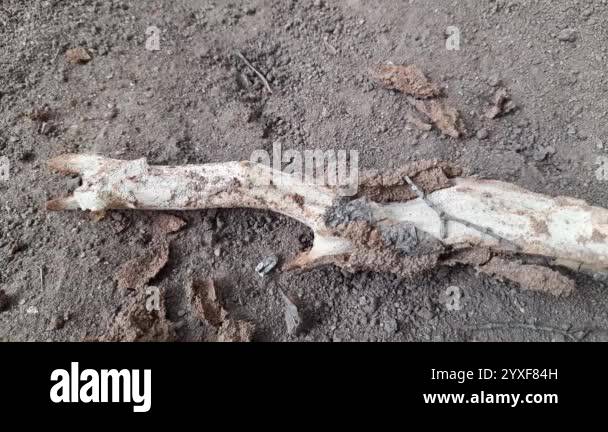 Termites eating tree dry branch. Tree branch that has become infested ...