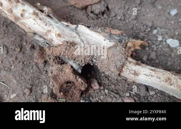 Termites eating tree dry branch. Tree branch that has become infested ...