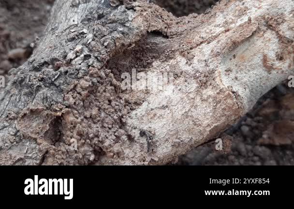 Termites eating tree dry branch. Tree branch that has become infested ...