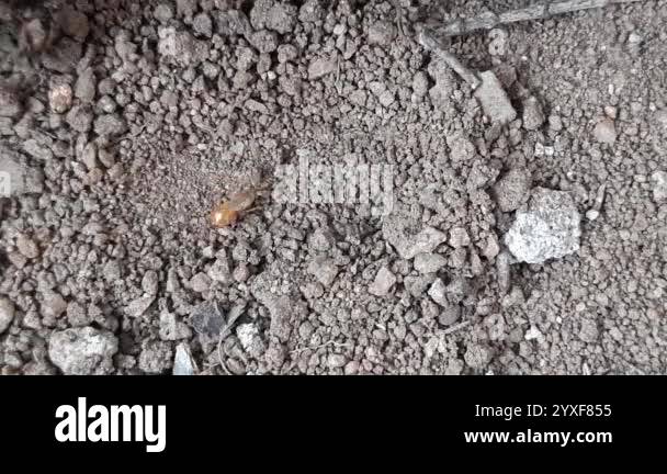 Termites eating tree dry branch. Tree branch that has become infested ...