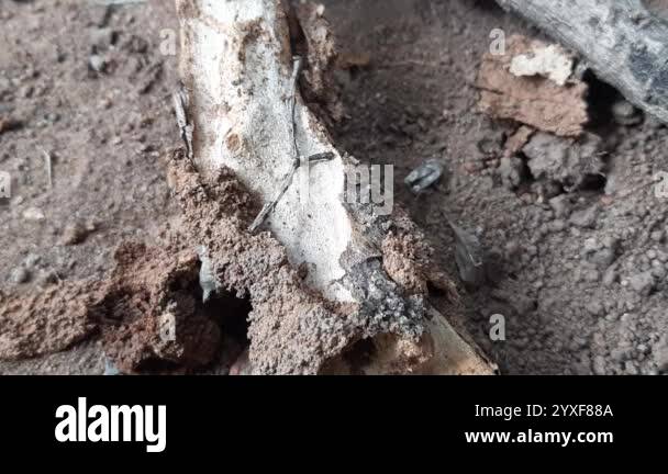Termites eating tree dry branch. Tree branch that has become infested ...