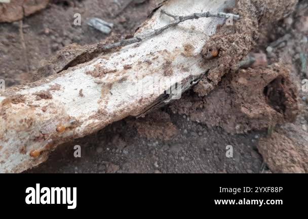 Termites eating tree dry branch. Tree branch that has become infested ...