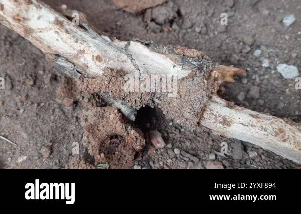 Termites eating tree dry branch. Tree branch that has become infested ...