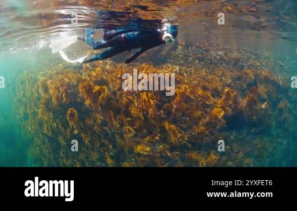 Arctic freediving. Young woman freediver swims in the Barents Sea in a ...
