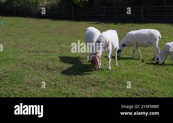 Sheep standing in a meadow covered with wildflowers Concepts related to agriculture, farms ...