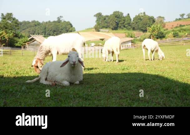 Sheep standing in a meadow covered with wildflowers Concepts related to agriculture, farms ...