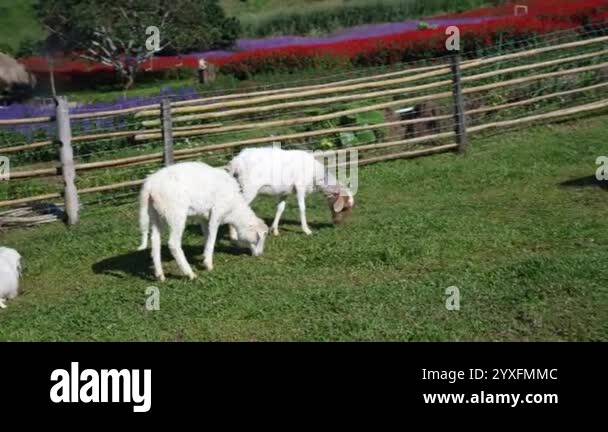 Sheep standing in a meadow covered with wildflowers Concepts related to agriculture, farms ...