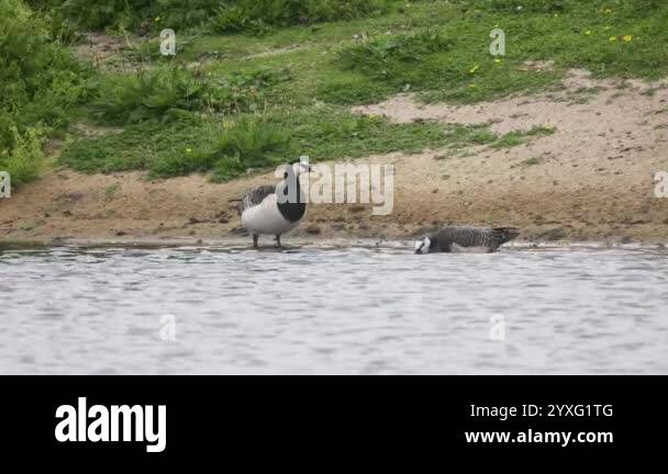 Beautiful black and white goose hunt fish in lakes, rivers, and canals ...