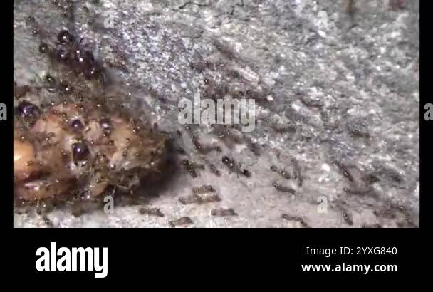 Ants carrying insects. An insect larva died. A group of ants came and ...