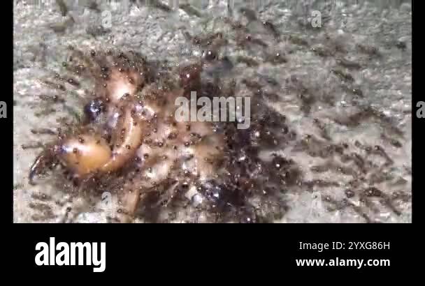 Ants carrying insects. An insect larva died. A group of ants came and ...