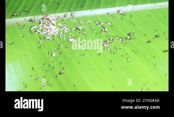 Ants carrying insects. An insect larva died. A group of ants came and ...