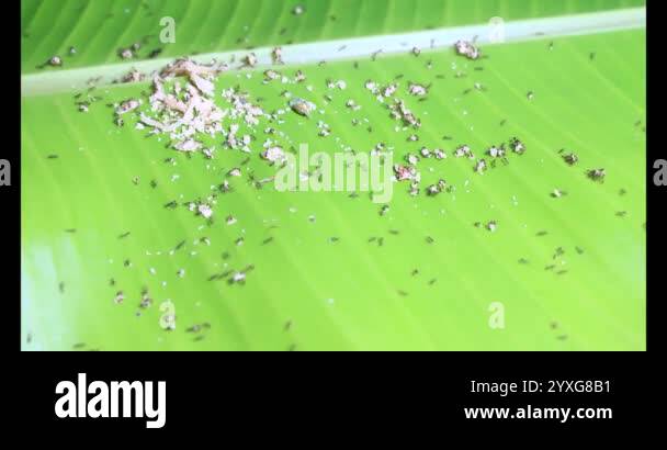 Ants carrying insects. An insect larva died. A group of ants came and ...