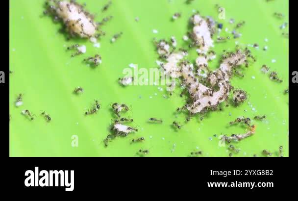 Ants carrying insects. An insect larva died. A group of ants came and ...