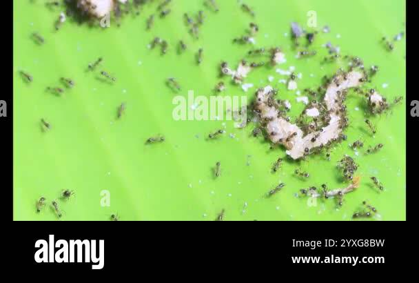 Ants carrying insects. An insect larva died. A group of ants came and ...