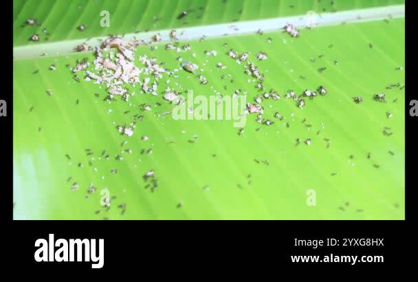 Ants carrying insects. An insect larva died. A group of ants came and ...